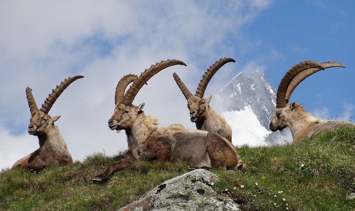 Schtze Und Steinbock