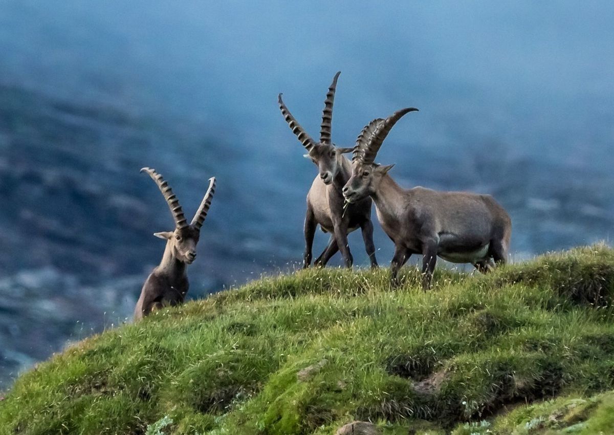 Wie der Steinbock in die Alpen kam und wieder verschwand – Haus der ...